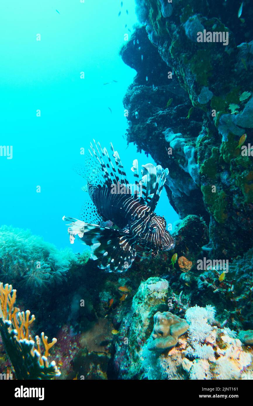 Pacific Lionfish Hunting In Coral Reef Stock Photo - Alamy