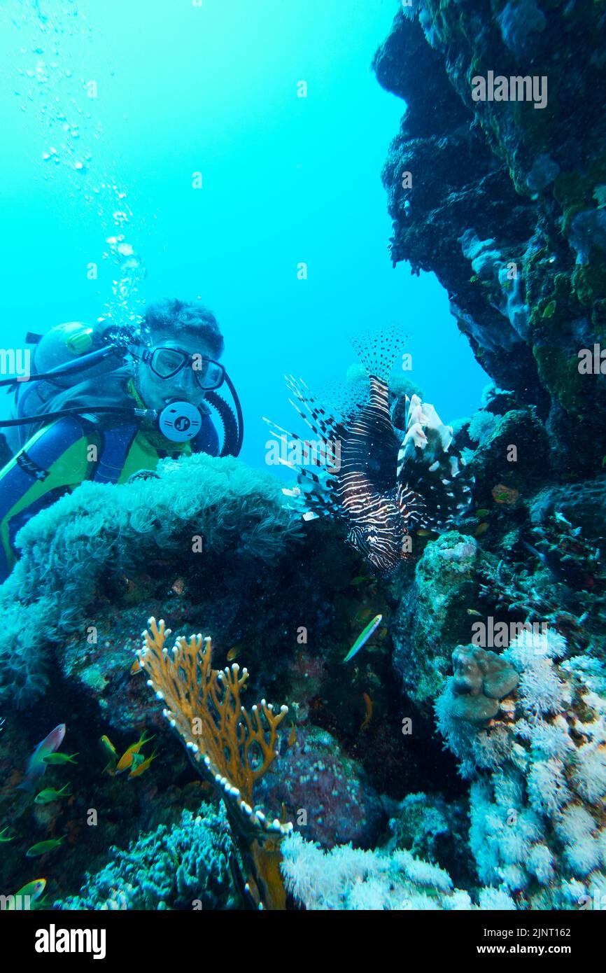 Diver Watching Lionfish Hunting In Coral Reef Stock Photo - Alamy