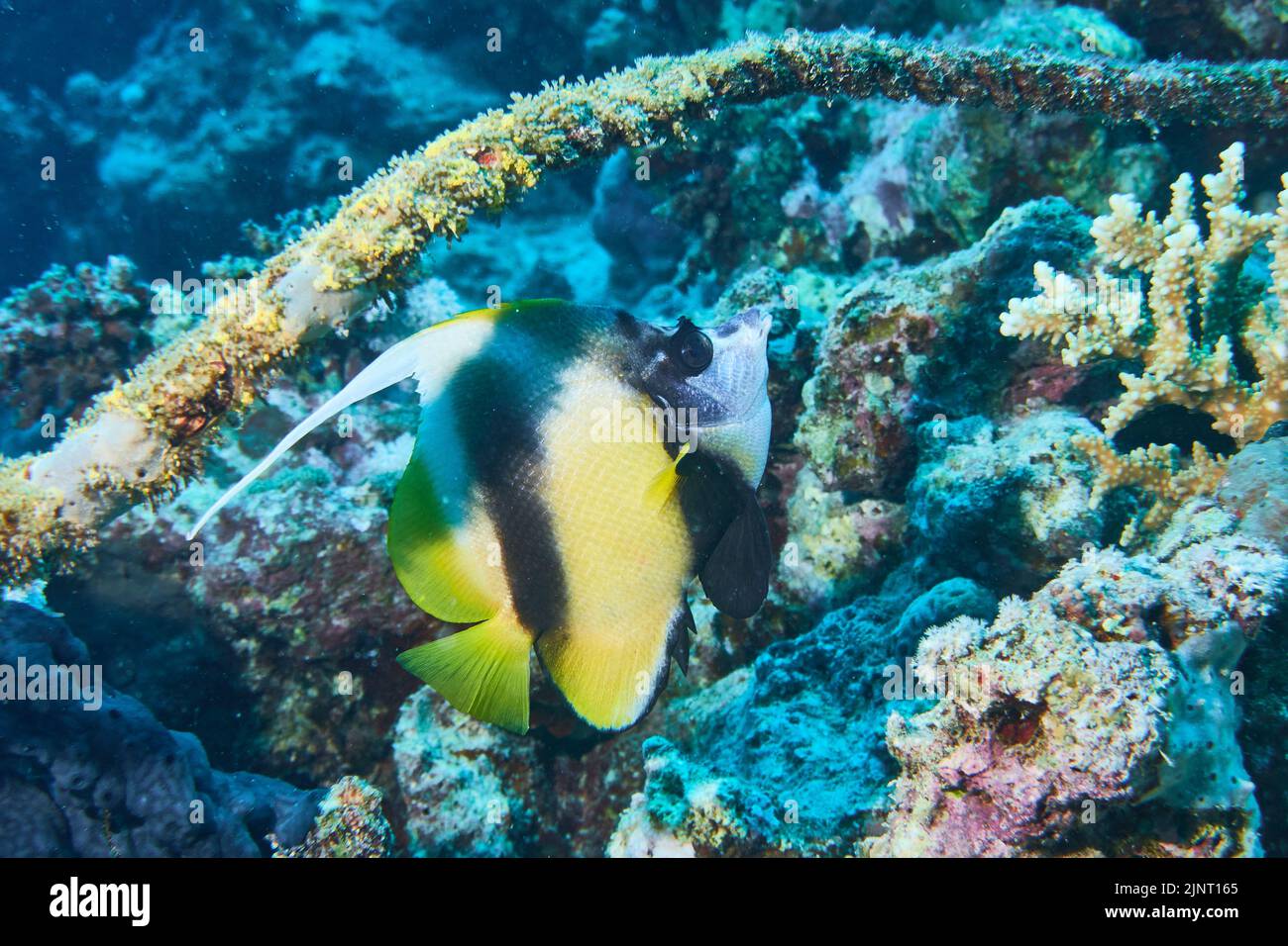 Red Sea Banner Fish Under Ship Stowage Overgrown With Sponges And ...