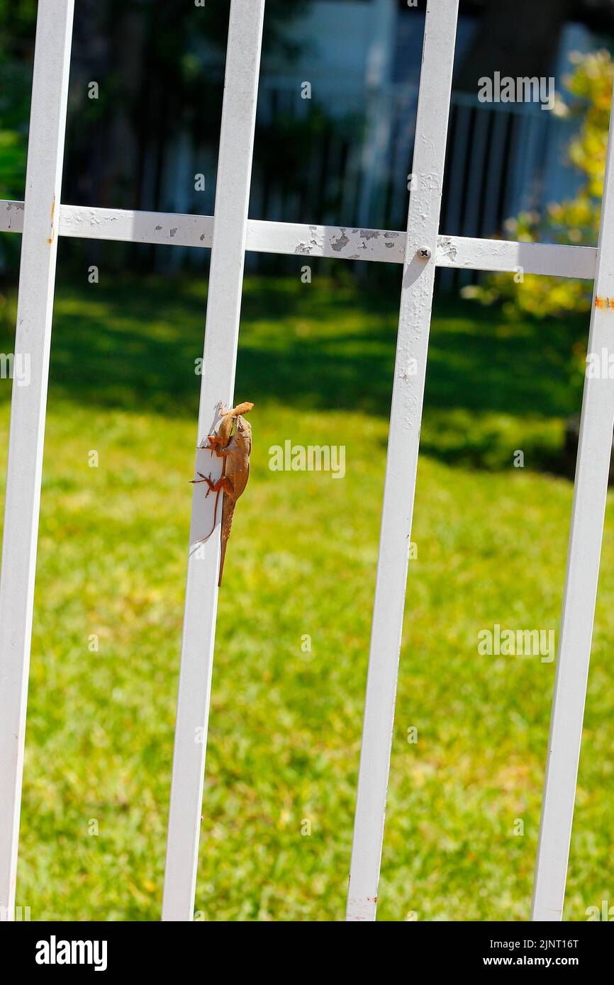 Dorsal view of lizard hi-res stock photography and images - Alamy
