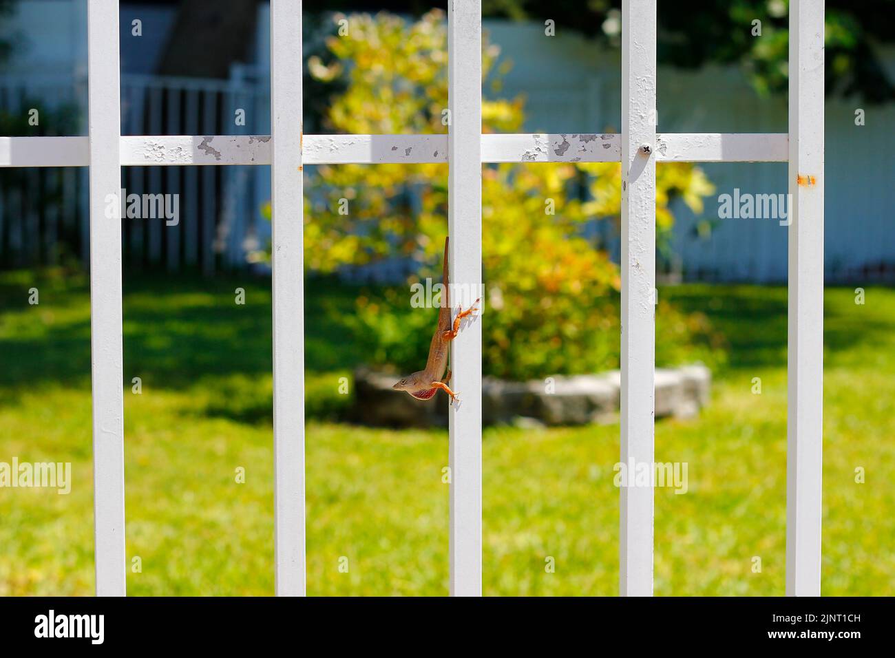 Dorsal view of lizard hi-res stock photography and images - Alamy