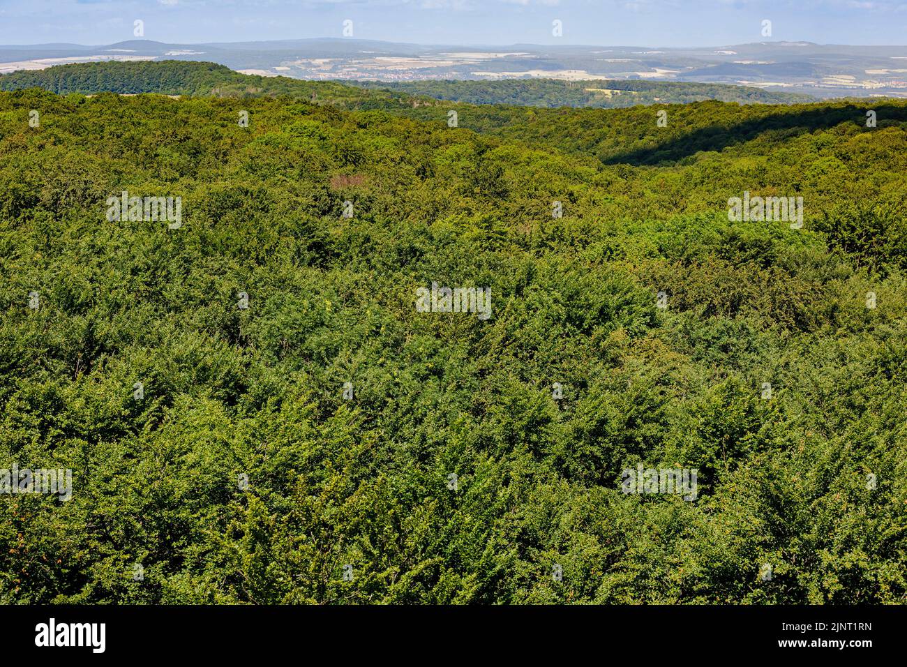 View of the treetops of a deciduous forest in Lower Saxony. Mackenrode ...