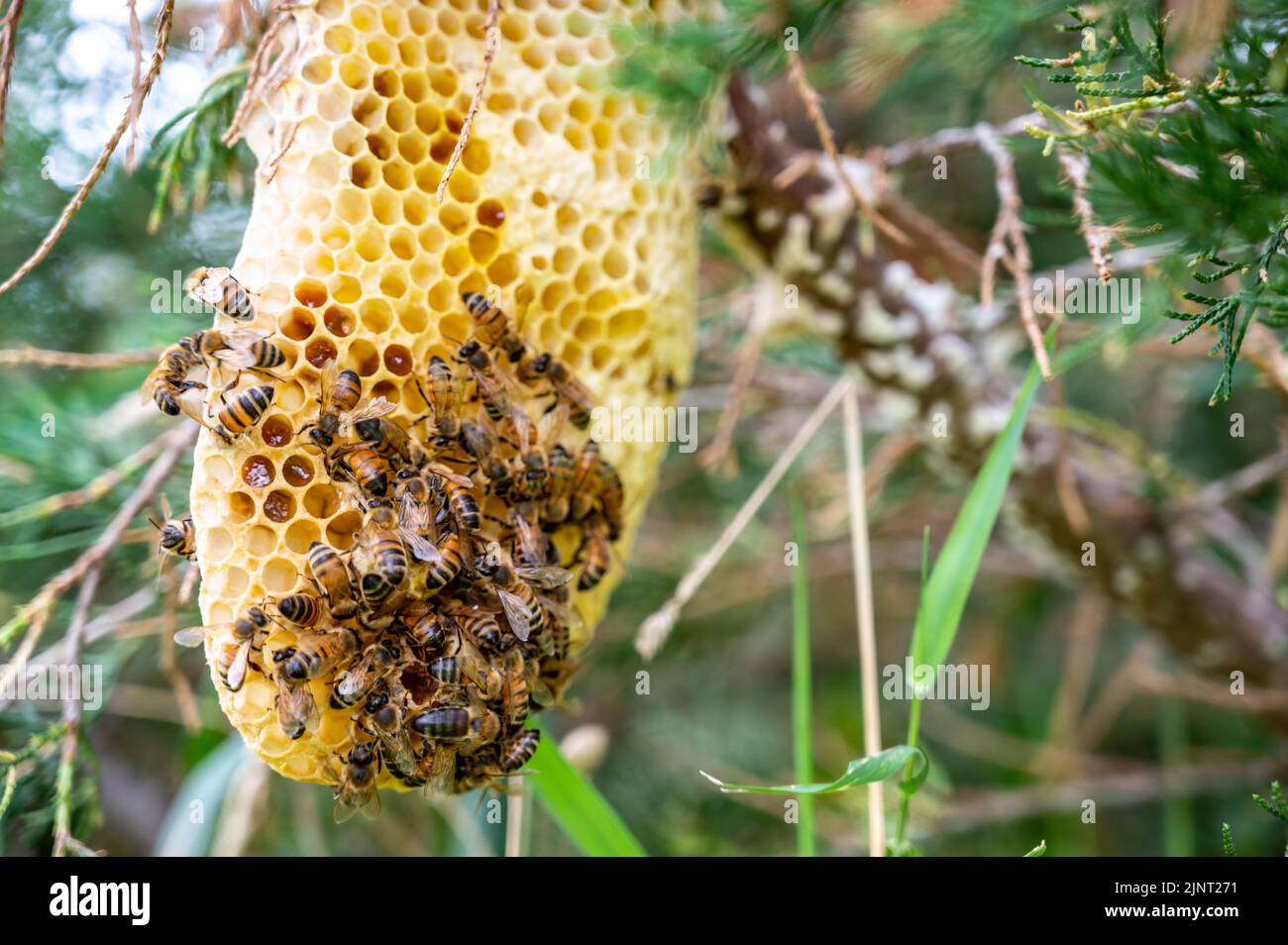 Honey bee hive being constructed on a tree branch in the wild Stock ...