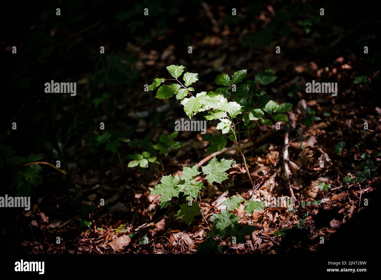 Young trees of Norway maple (below) and beech grow in a deciduous ...