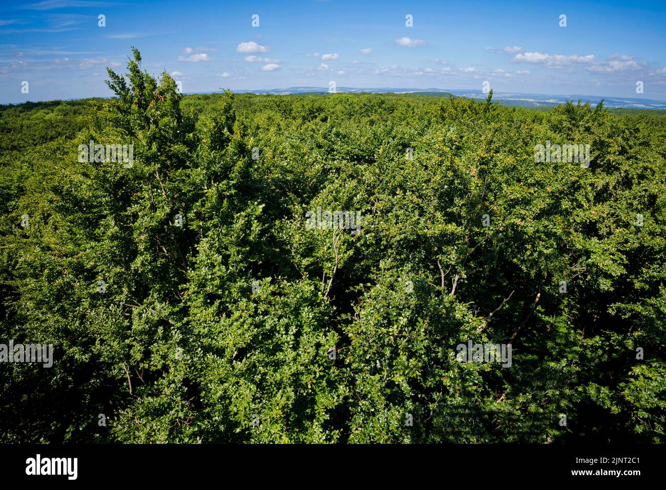 View of the treetops of a deciduous forest in Lower Saxony. Mackenrode ...
