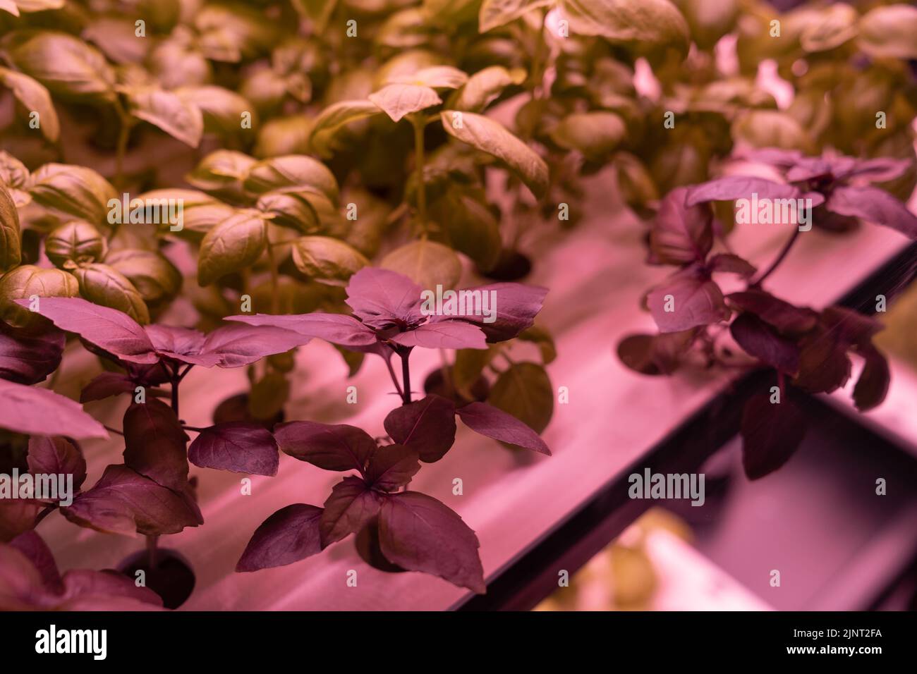 Vegetable green salad and basil growing in hydroponic system. Plant ...