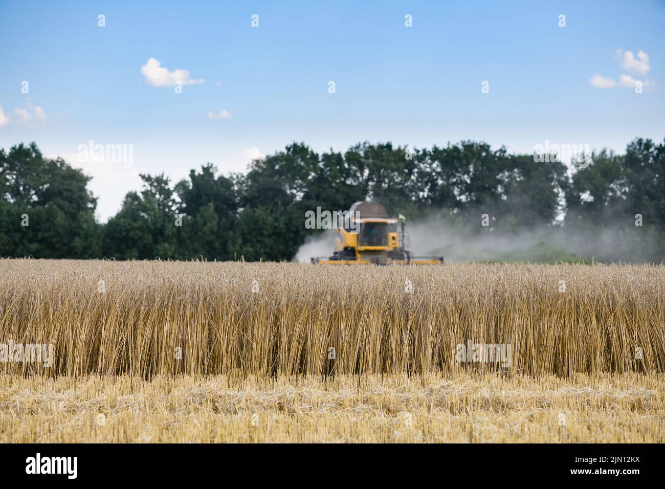 Field of ripe wheat. Combine harvesters with grain header, wide chaff ...