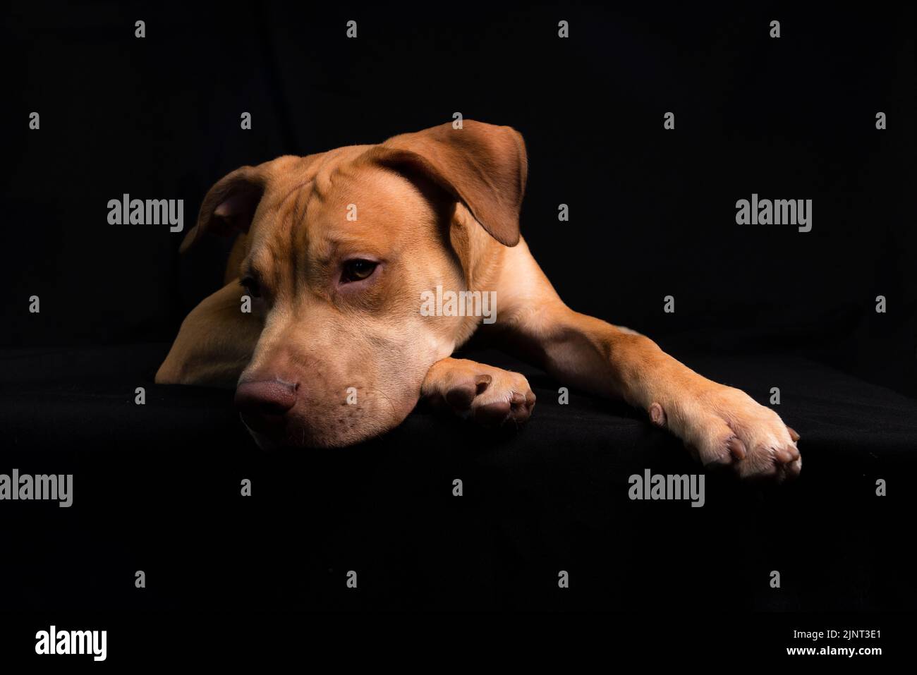 Portrait of a caramel-colored pit bull dog against black background ...