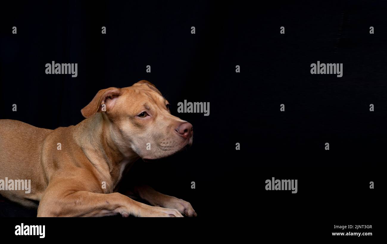 Portrait of a caramel-colored pit bull dog against black background ...