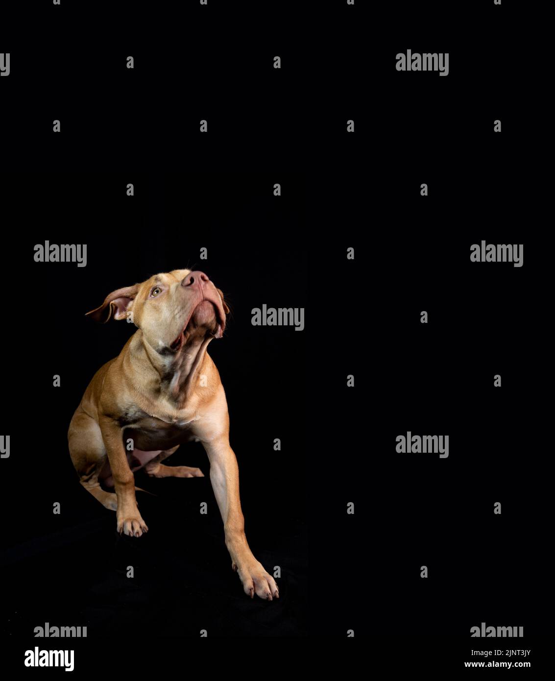 Portrait of a pit bull dog sitting and looking up against black ...