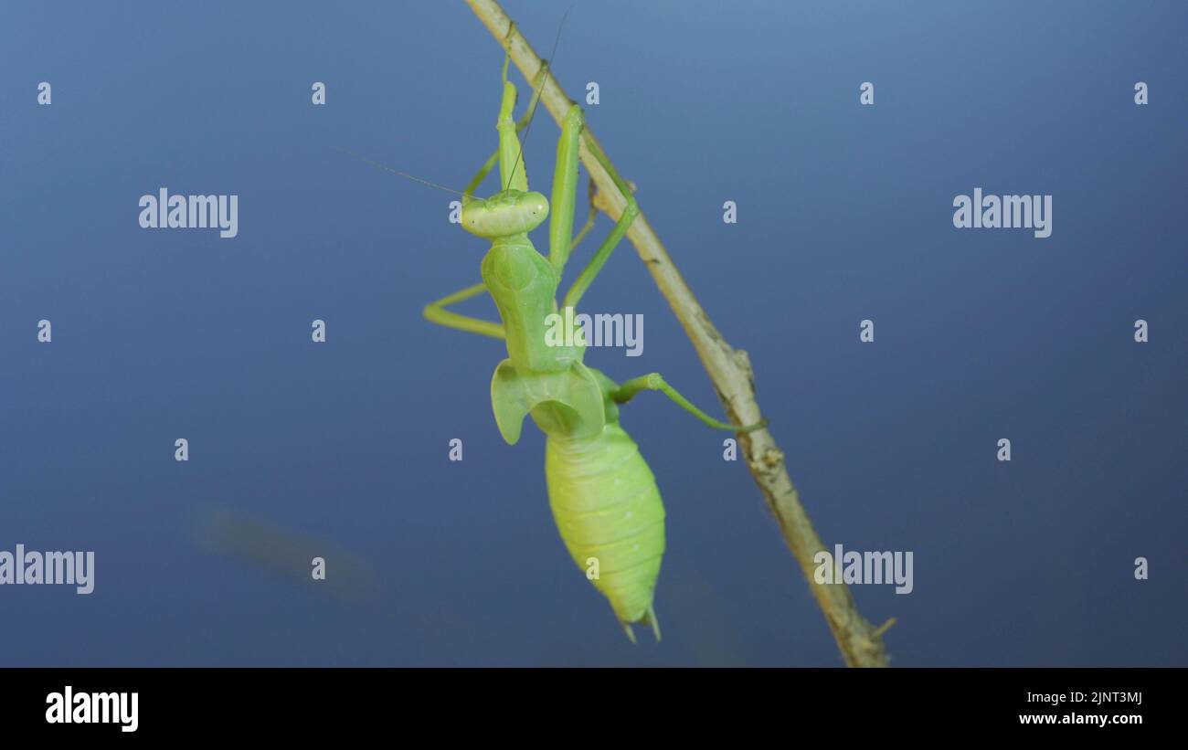 Australian praying mantis hi-res stock photography and images - Alamy