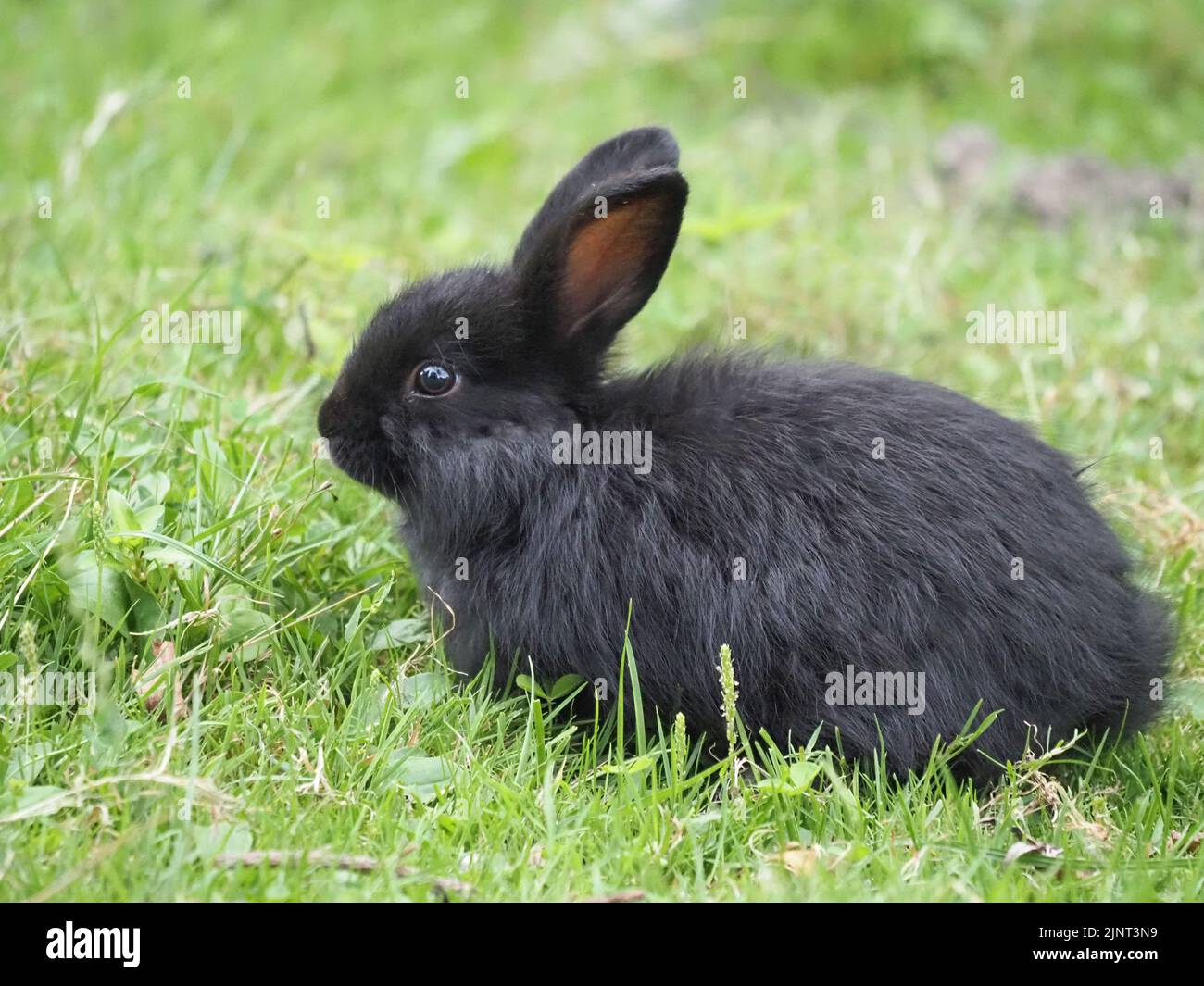 Fluffy black rabbit on a green lawn Stock Photo - Alamy