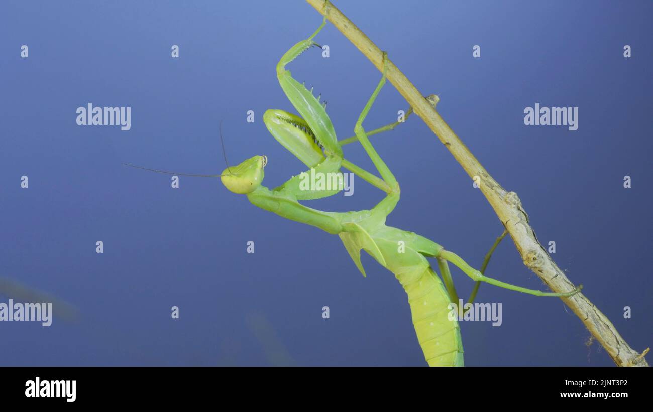 Australian praying mantis hi-res stock photography and images - Alamy