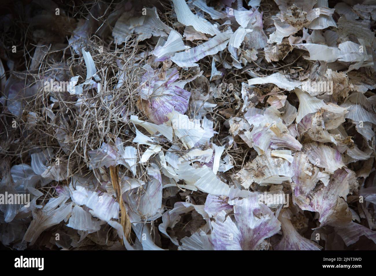 Peeled garlic skin, Food waste. The concept of proper garbage ...