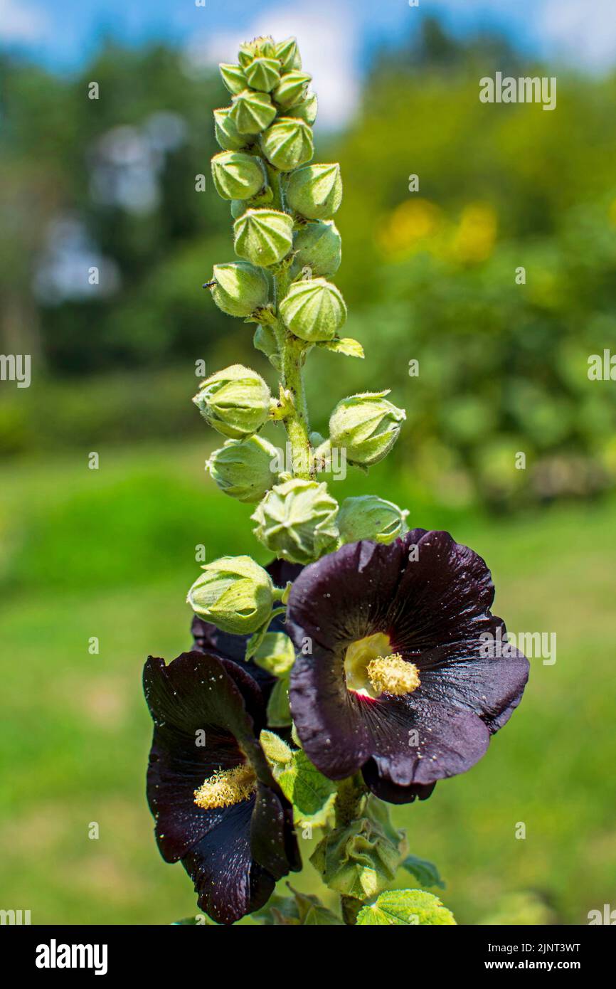 Black common hollyhock flowers hi-res stock photography and images - Alamy