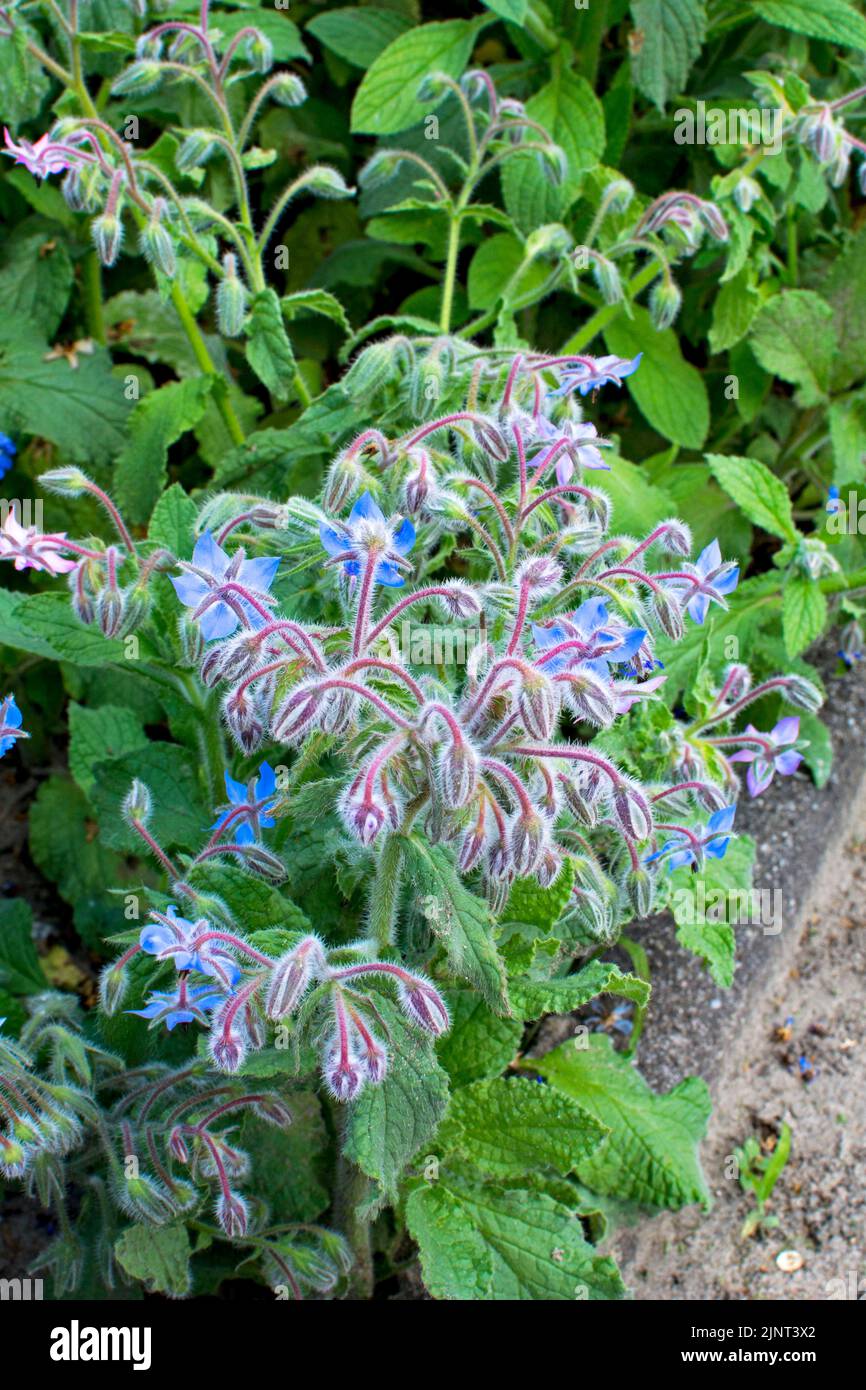 Rough hairy plant hi-res stock photography and images - Alamy