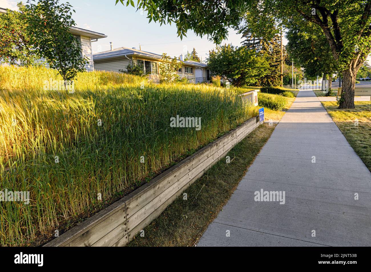 A barley crop being grown in a city setting as part of an urban ...