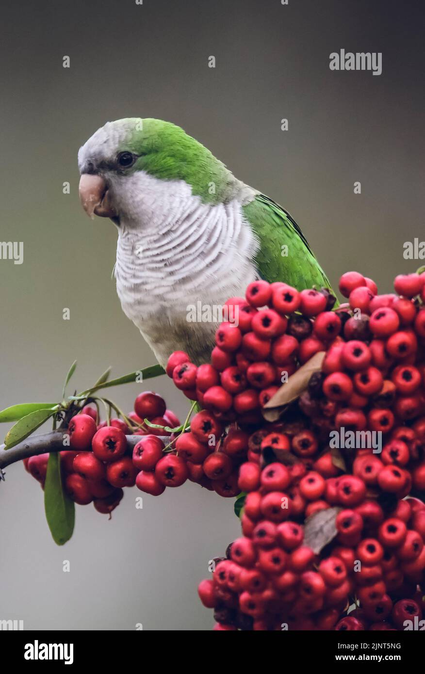 Monk parakeet, Myiopsitta monachus, in Pampas forest environment, La ...