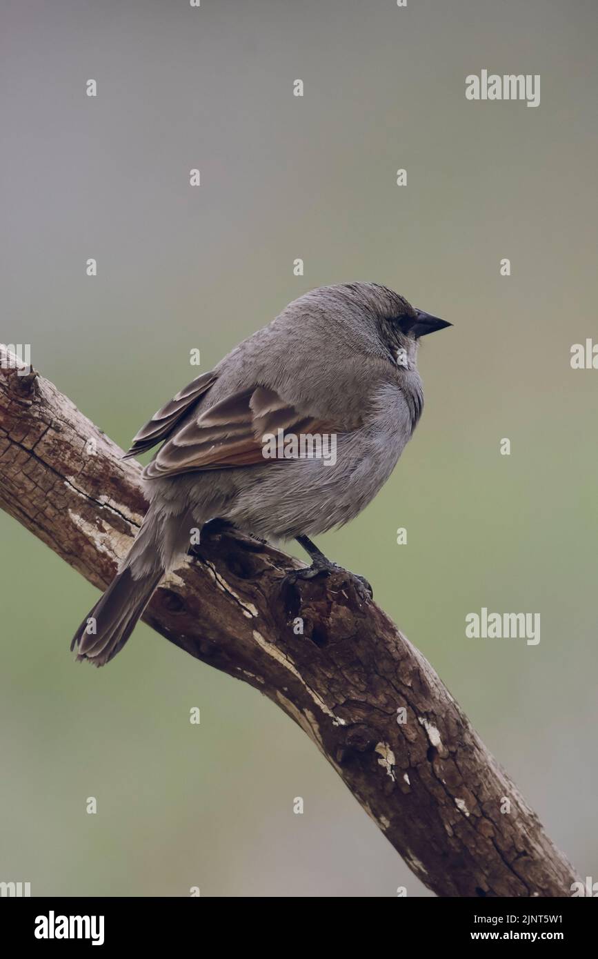 Bay winged Cowbird, Agelaioides badius, Calden forest, La Pampa ...