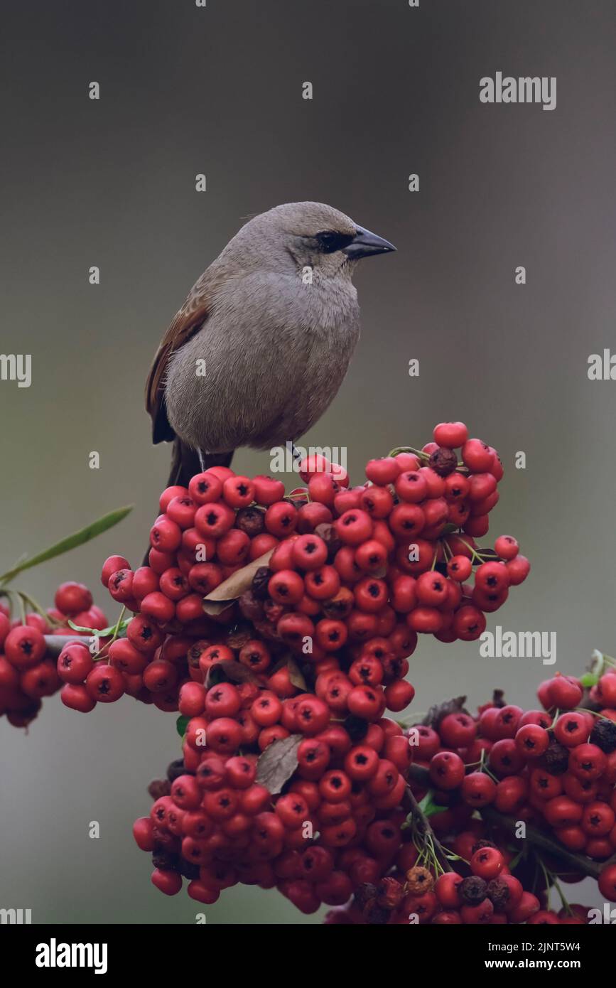 Bay winged Cowbird, Agelaioides badius, Calden forest, La Pampa ...