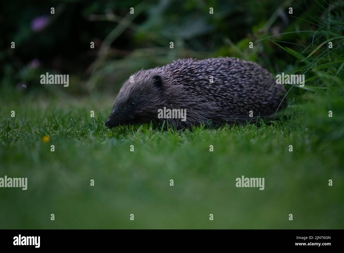 Hedgehog foraging in garden at dusk - Scotland, UK Stock Photo - Alamy