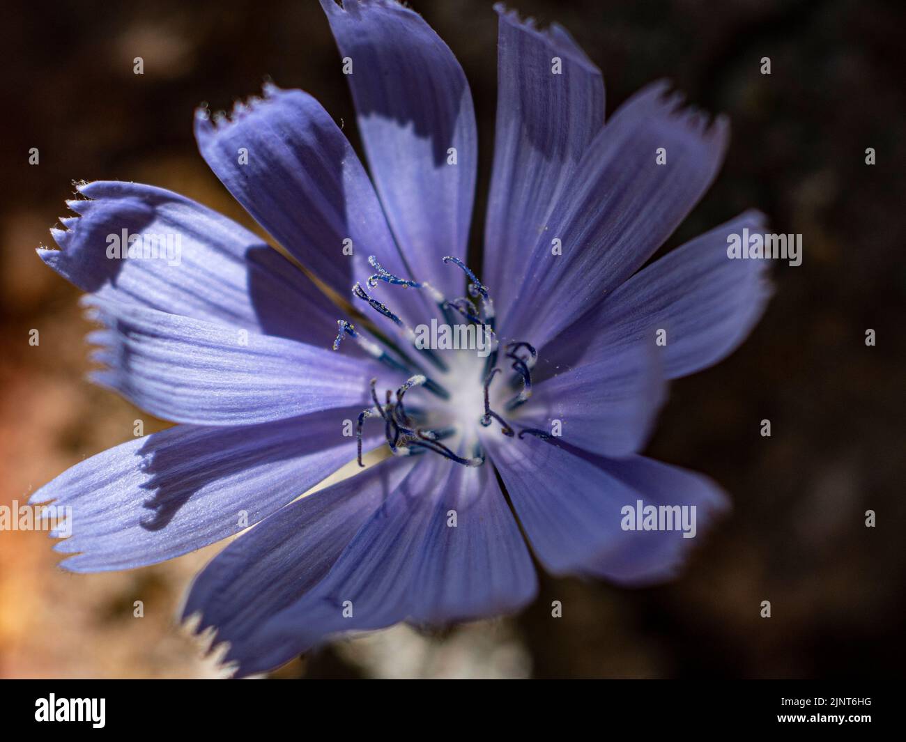 Cichorium intybus common chicory in a forest in Europe. Health concept ...