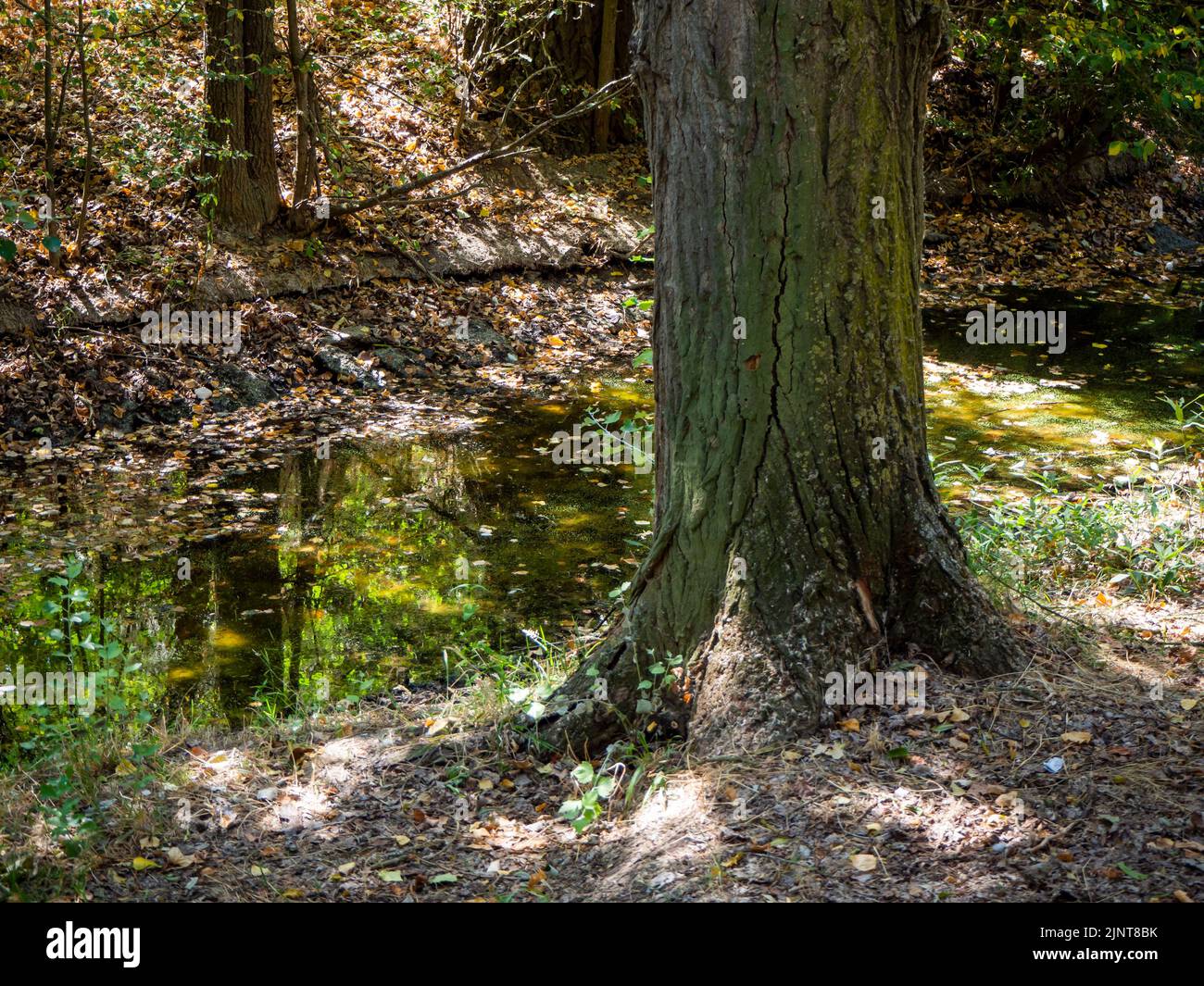 spring water contaminated by chemicals. Pollution concept Stock Photo ...
