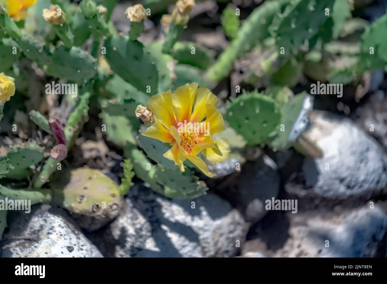 Yellow flower of prickly pear cacti, scientific name is Opuntia ...