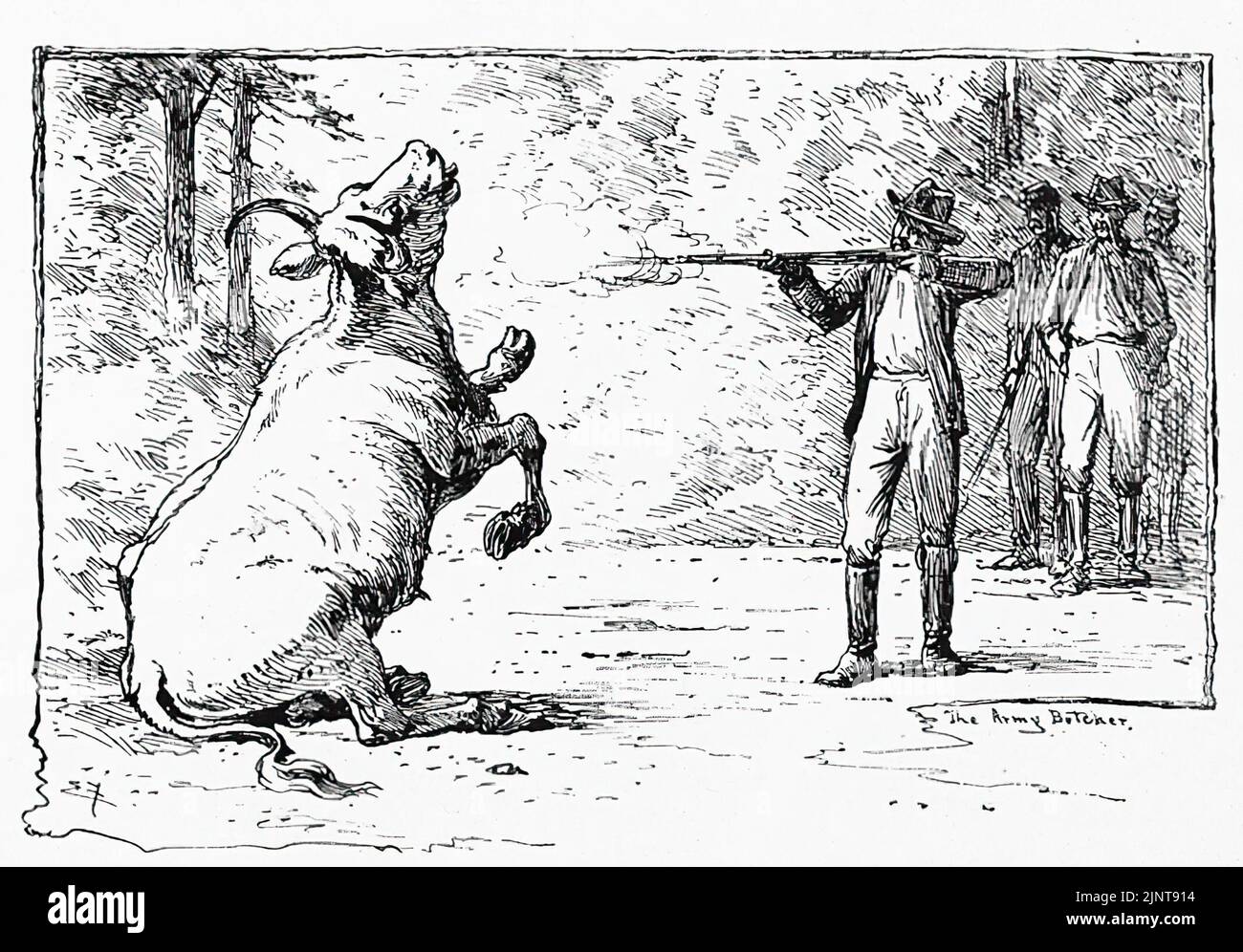 Union Army regimental butcher shooting a steer from the division herd ...