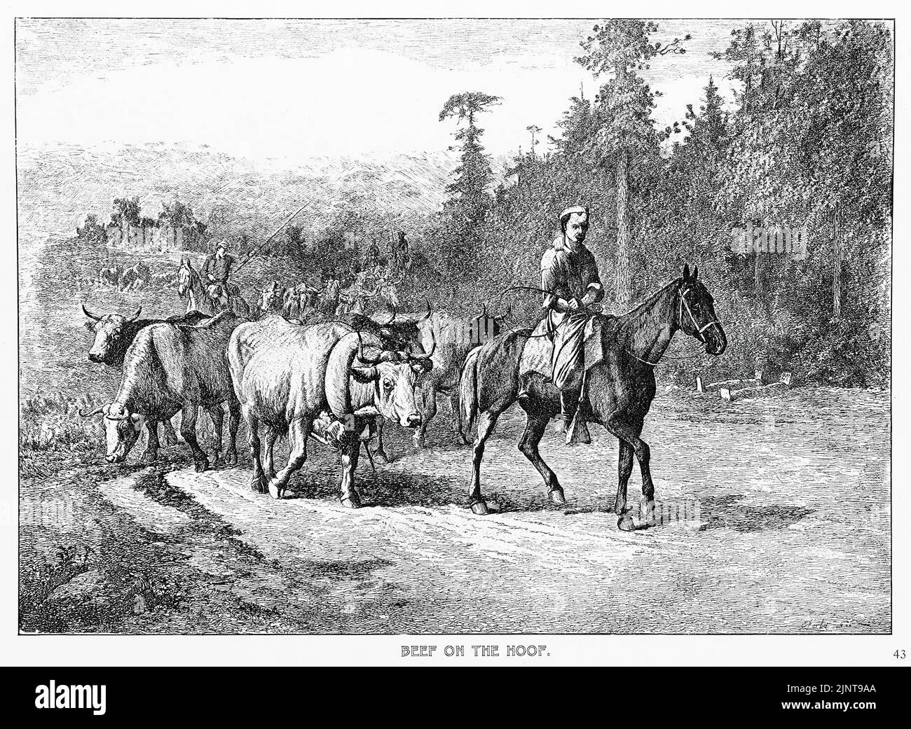 Beef on the Hoof. Union Army cattle herd. 19th century American Civil ...