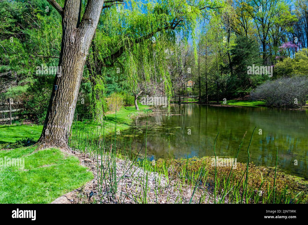 Springtime at Jenkins Arboretum Devon, Pennsylvania, USA Stock Photo ...