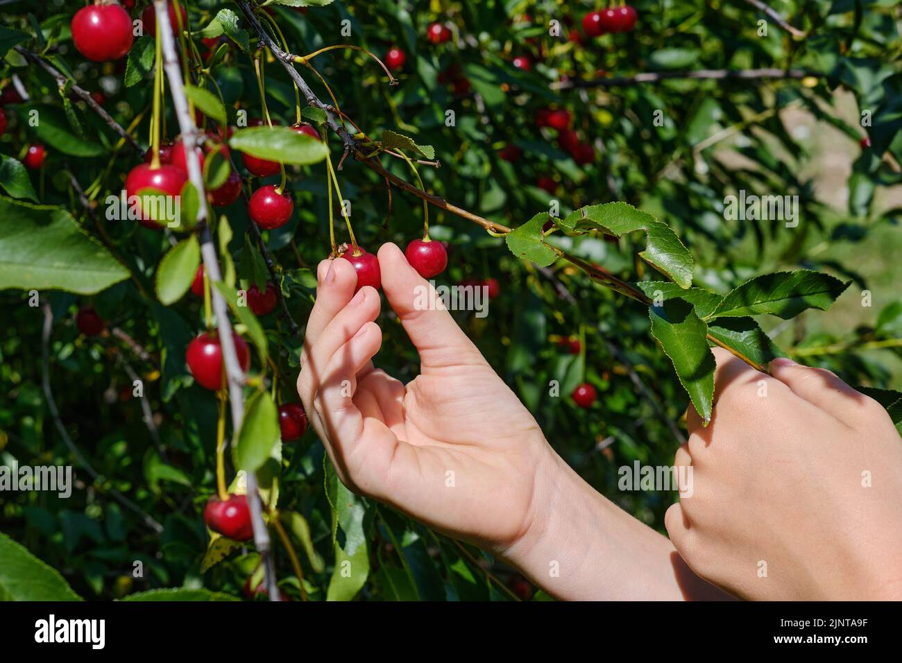 Cherry picker tree hi-res stock photography and images - Alamy