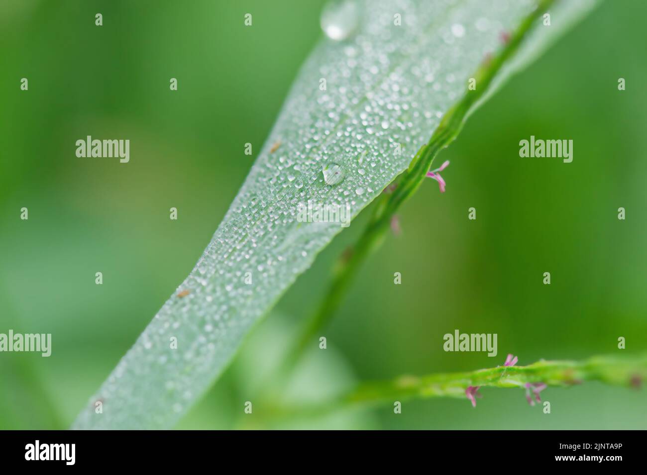 Macro nature. Green grass macro photo with dew drops on it Stock Photo ...