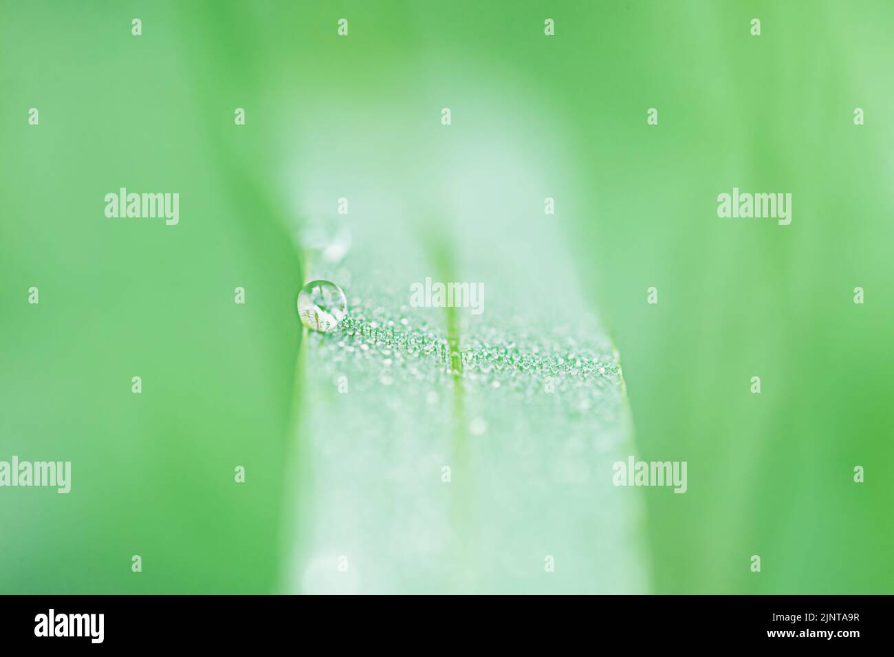 Macro nature. Green grass macro photo with dew drops on it Stock Photo ...