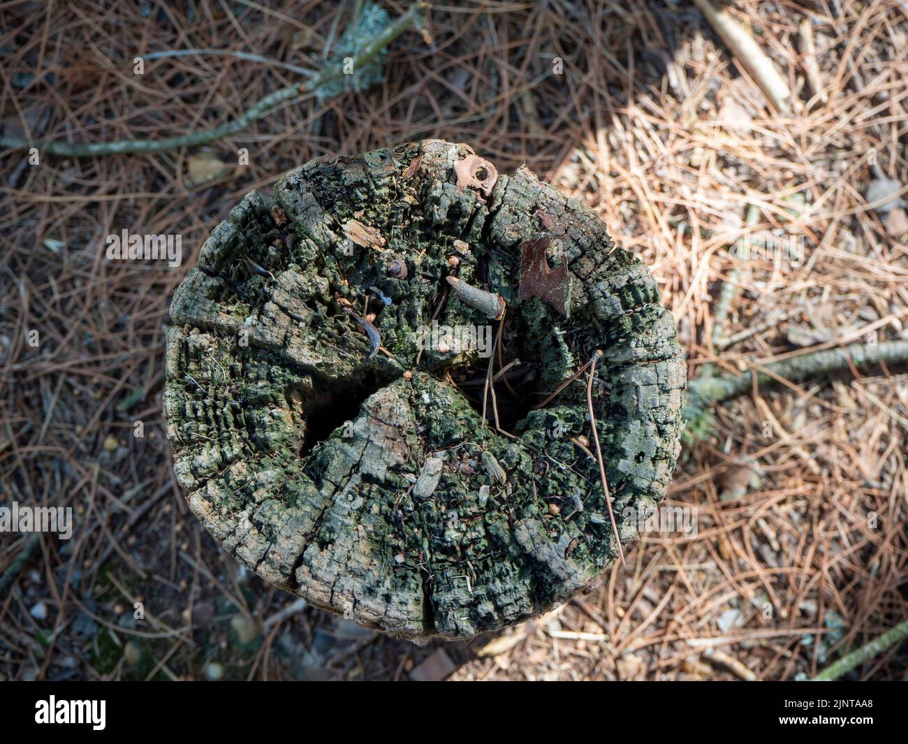 tree trunk cut down due to environmental problems Stock Photo - Alamy