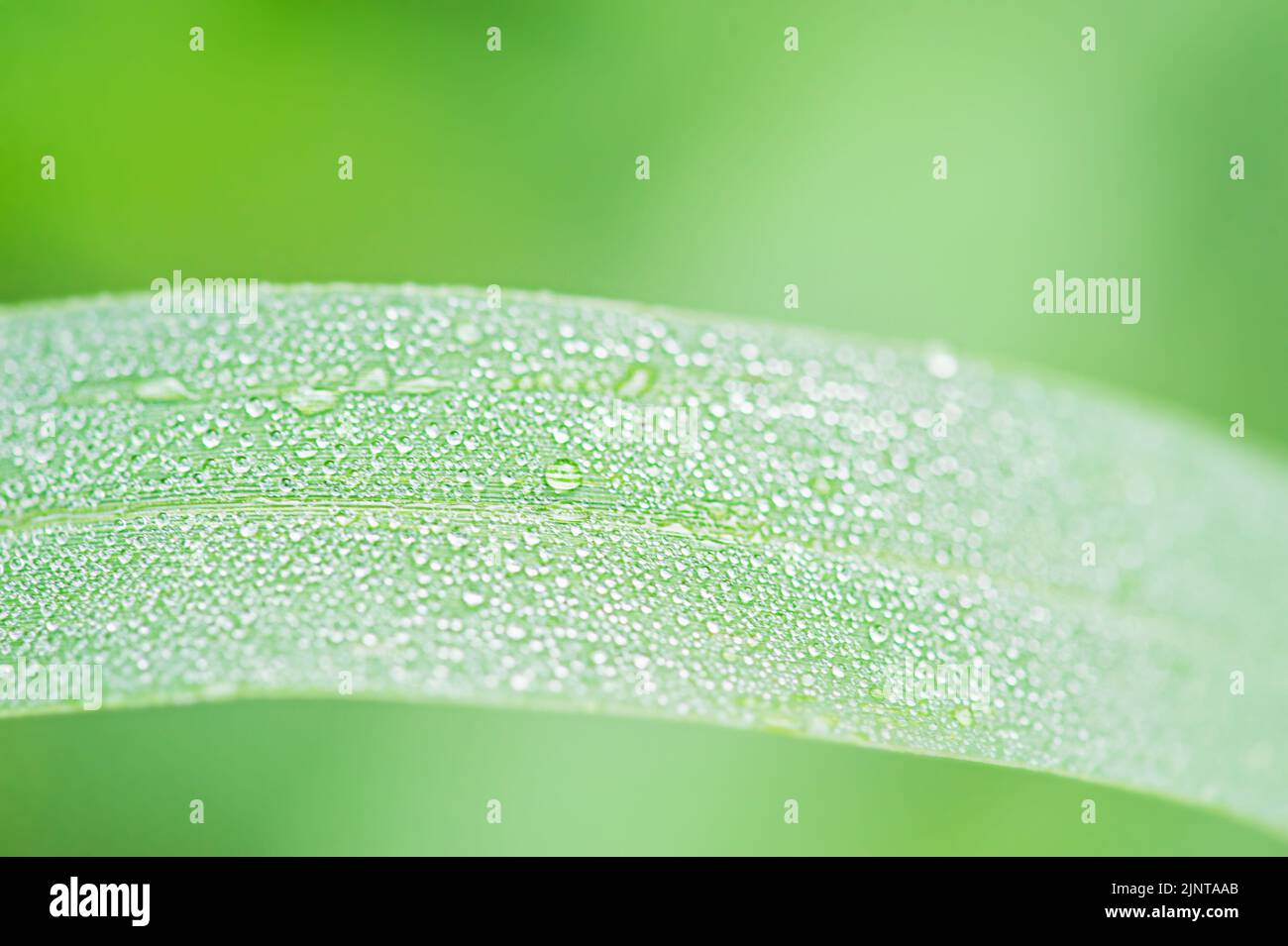 Macro nature. Green grass macro photo with dew drops on it Stock Photo ...