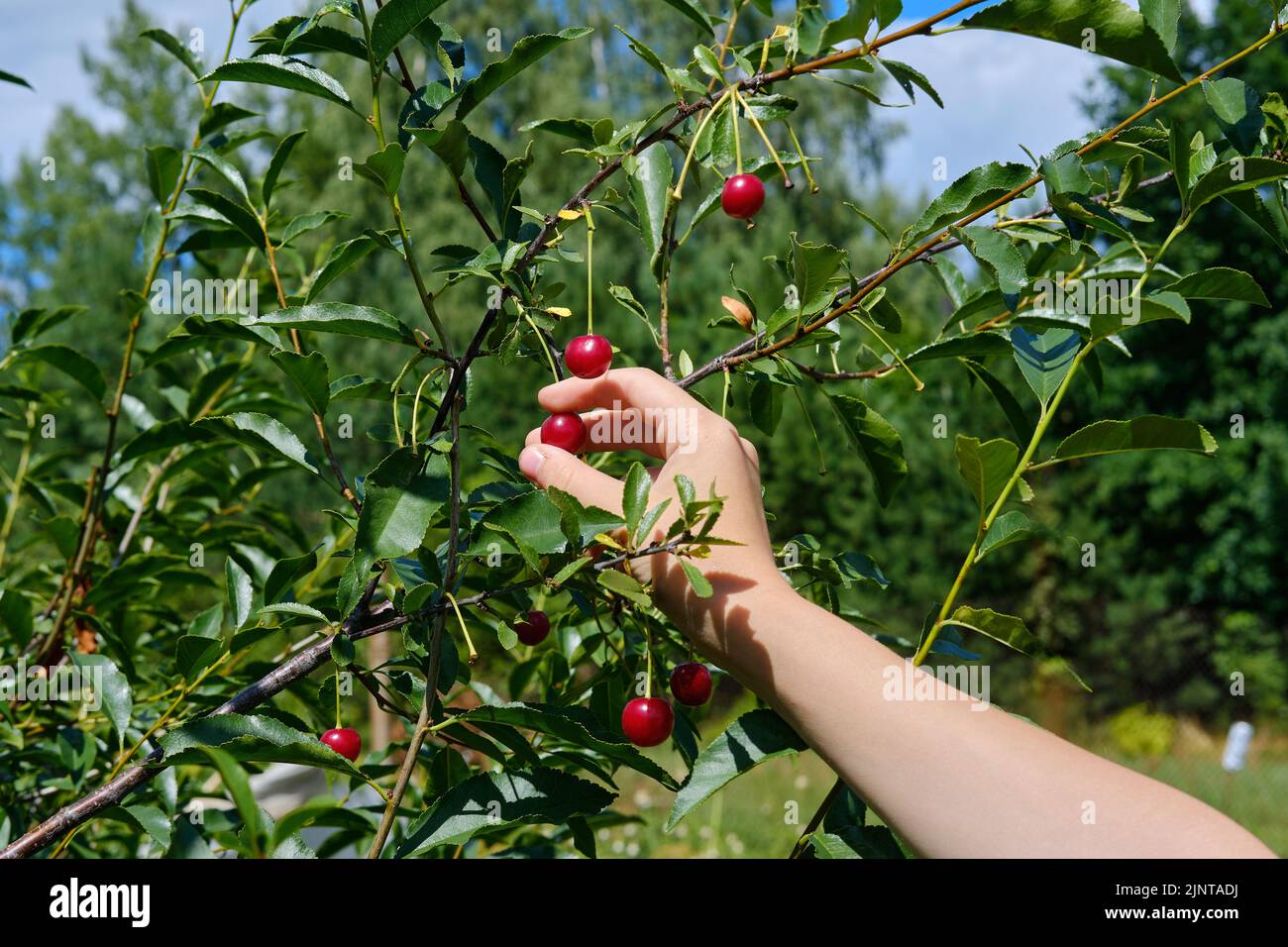 Cherry picker fruit hi-res stock photography and images - Alamy