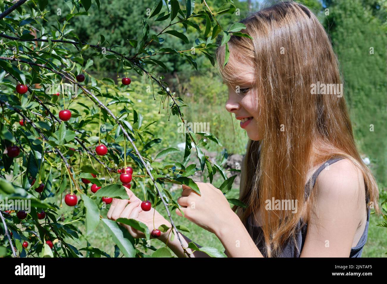 A smiling Caucasian girl picks a ripe cherry berry from a tree in the ...