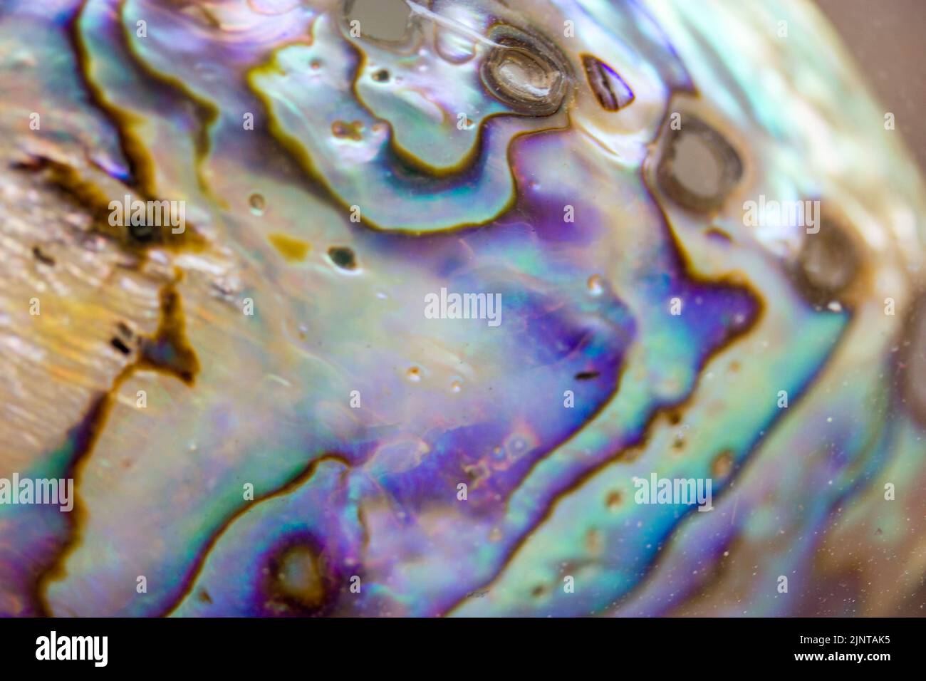 Rainbow abalone hi-res stock photography and images - Alamy