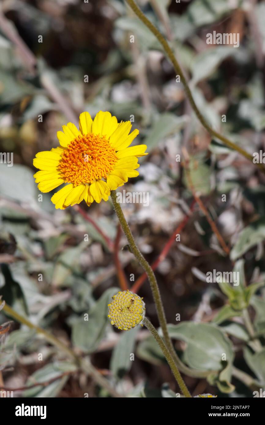 Yellow flowering racemose radiate head inflorescences of Encelia Actoni ...