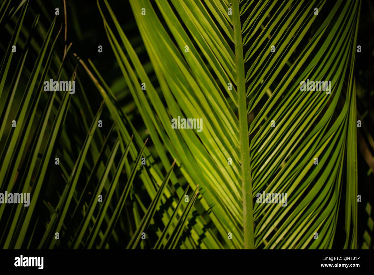 Green palm tree leaves, coconut leaf on a black background. Exotic ...