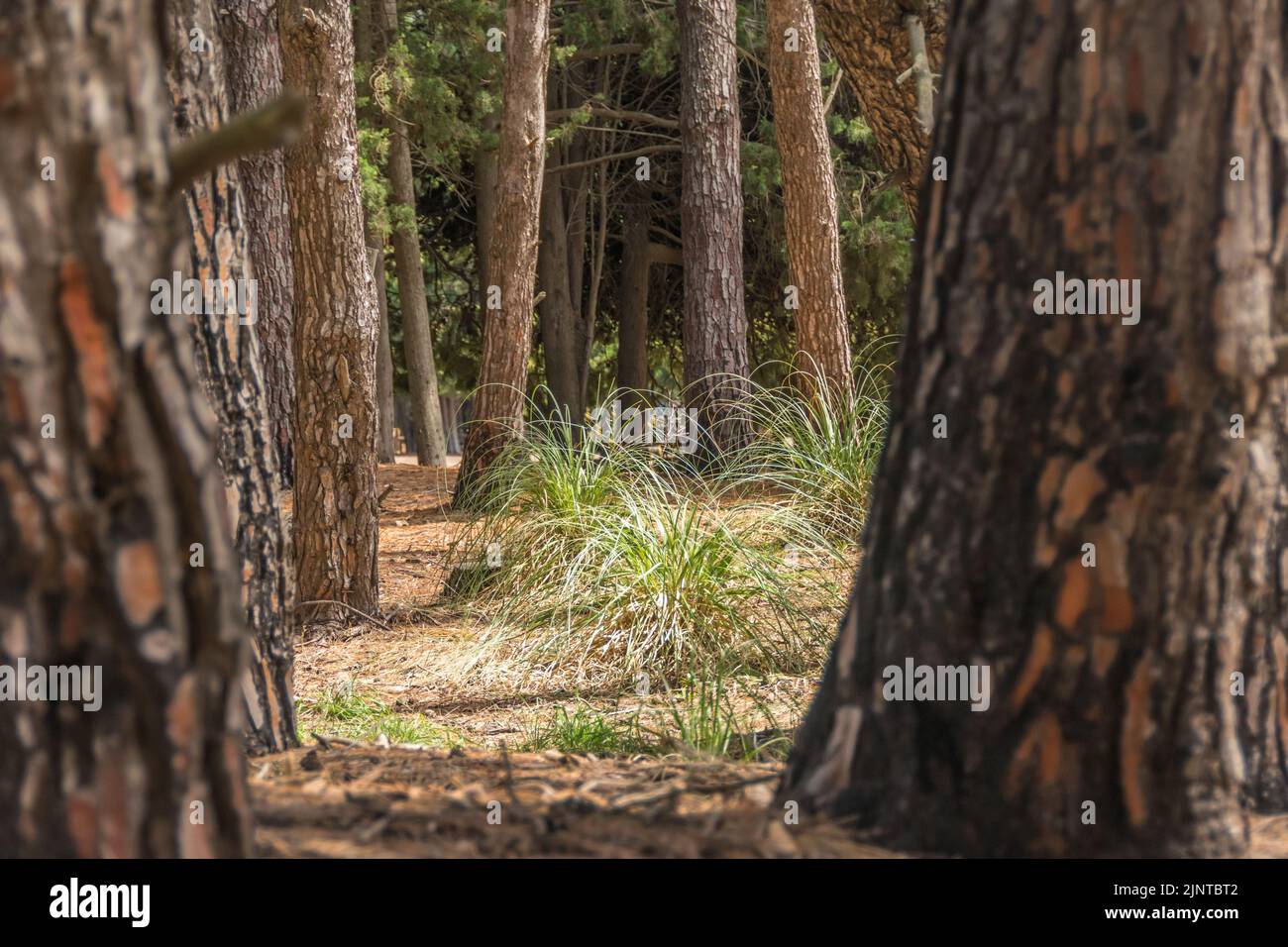 Pine pass hi-res stock photography and images - Alamy