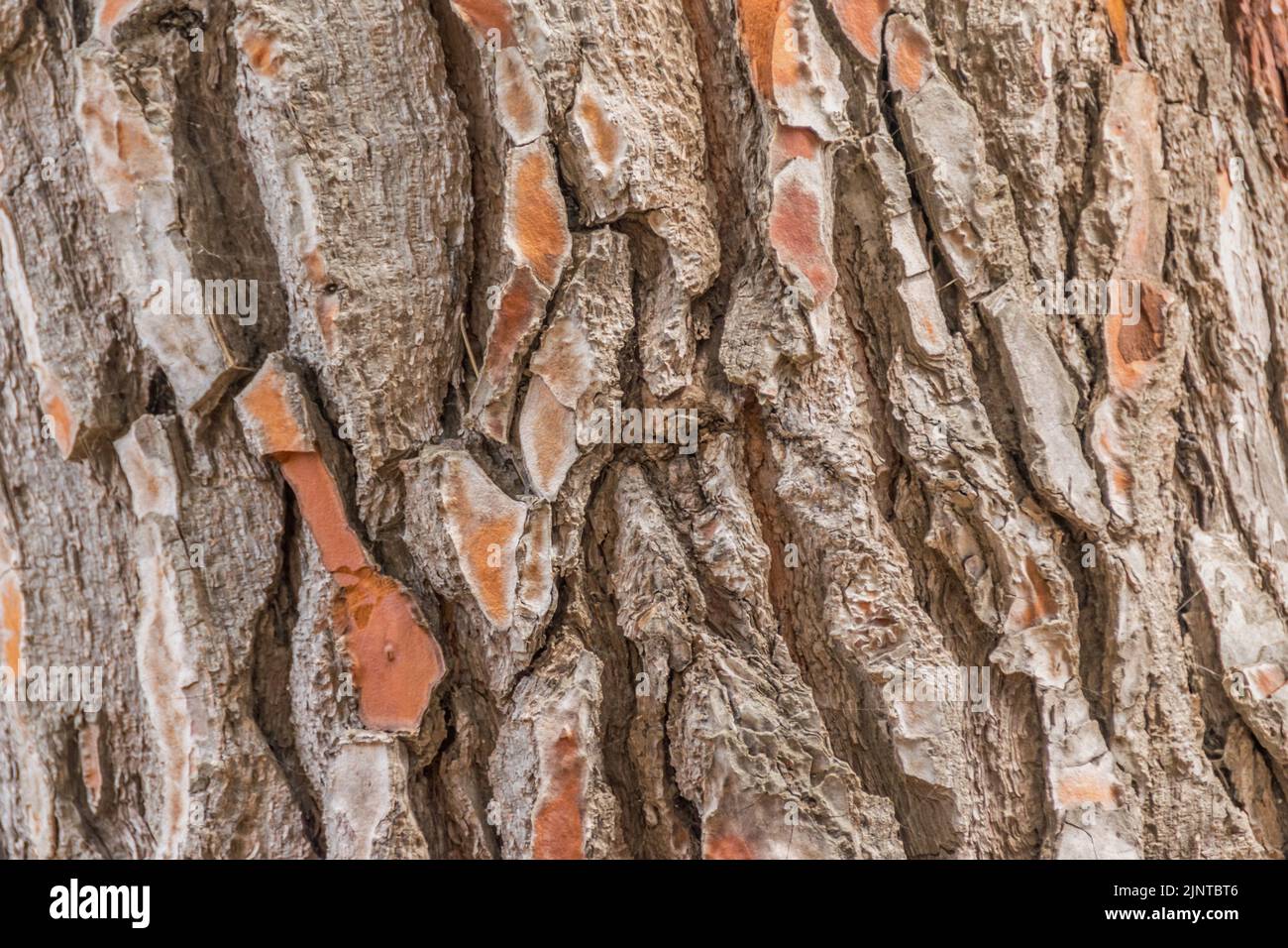 Close up view pine bark. Backgrounds concept Stock Photo - Alamy