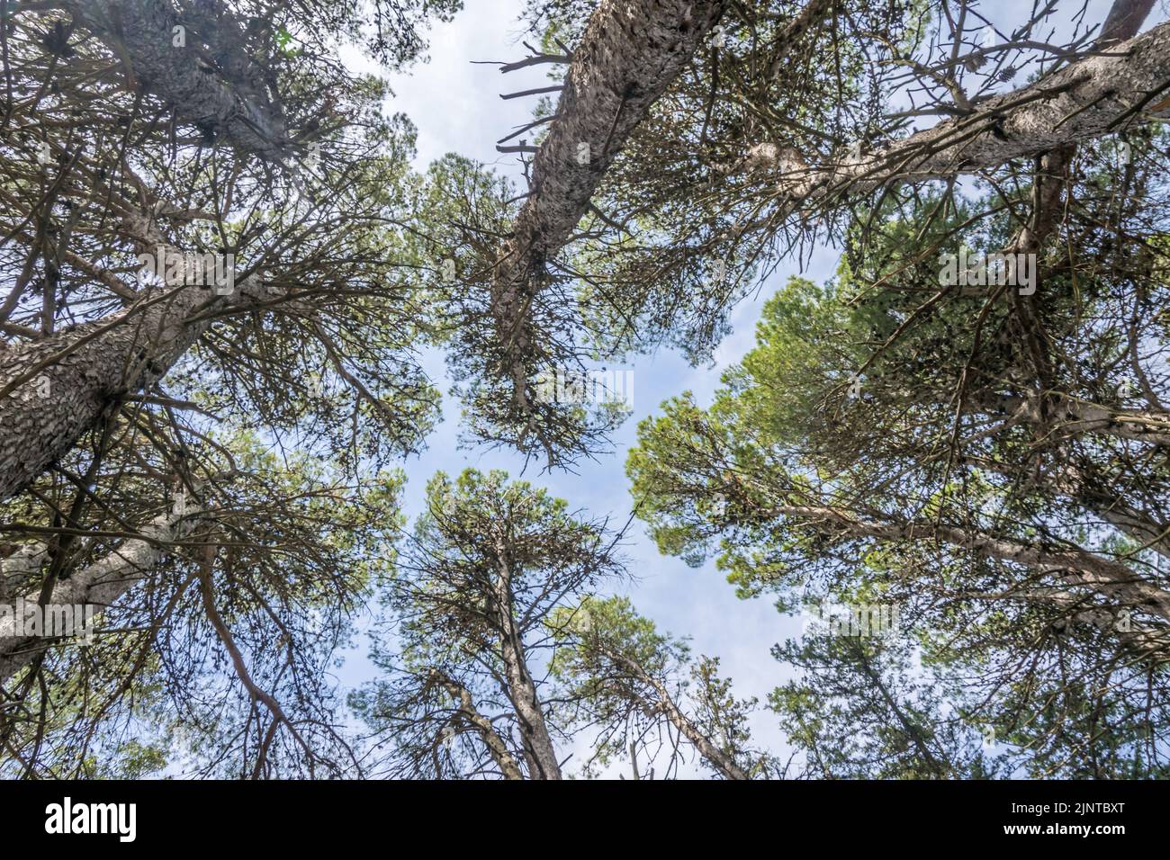 Tall pine tree hi-res stock photography and images - Alamy