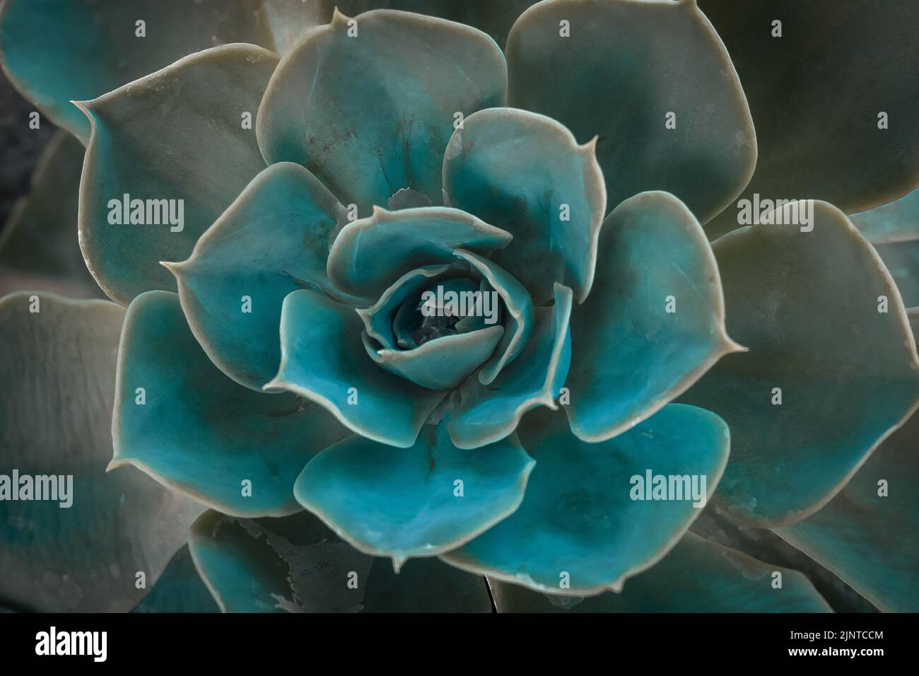 Top view of green cactus. green cactus leaves. background Stock Photo ...