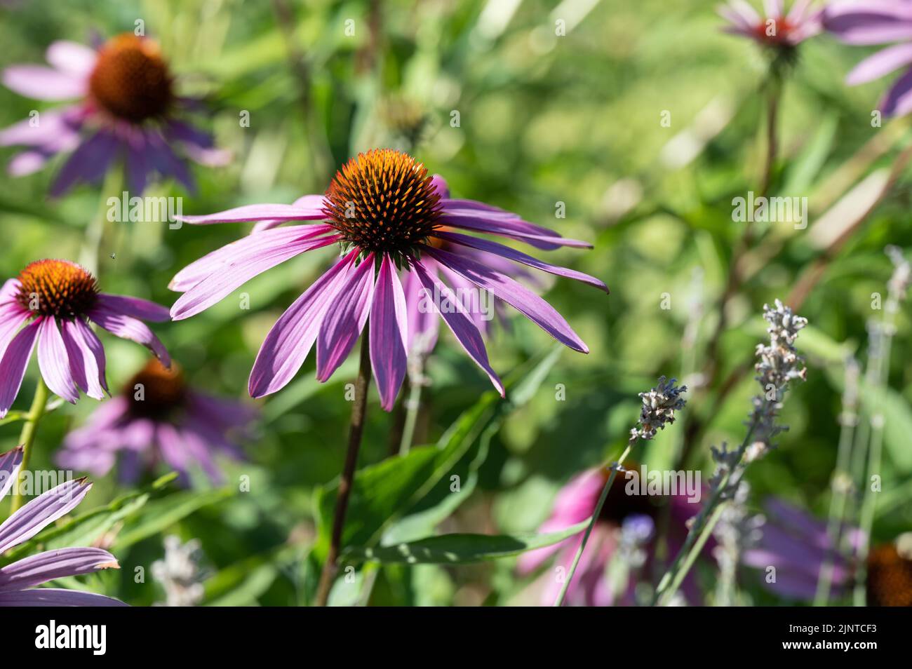 Close up of coneflower flowers or echinacea in the garden hi-res stock ...