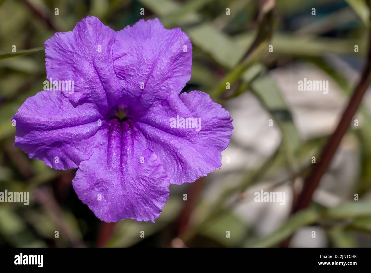 Beautiful flower of purple Mexican petunia. (ruellia simplex). close-up ...