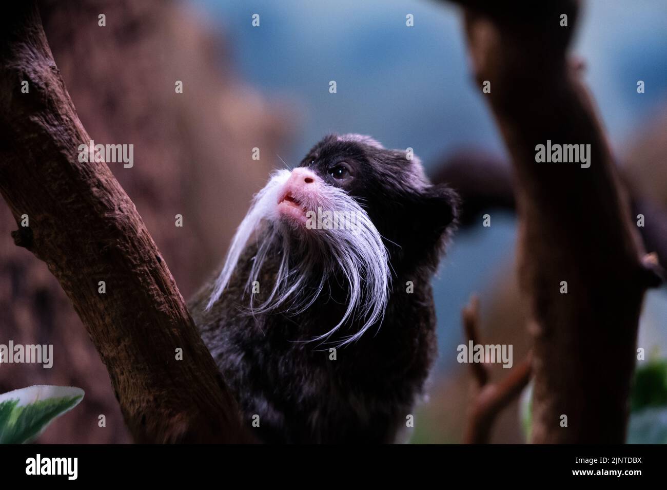 Madrid, Spain. 13th Aug, 2022. Emperor tamarin (Saguinus imperator ...