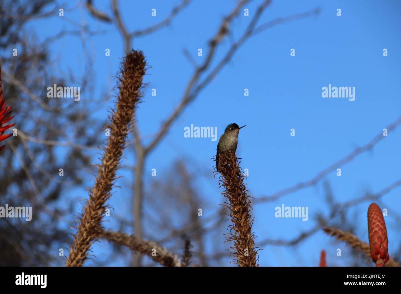 Hummingbird standing on a plant in Chile Stock Photo - Alamy