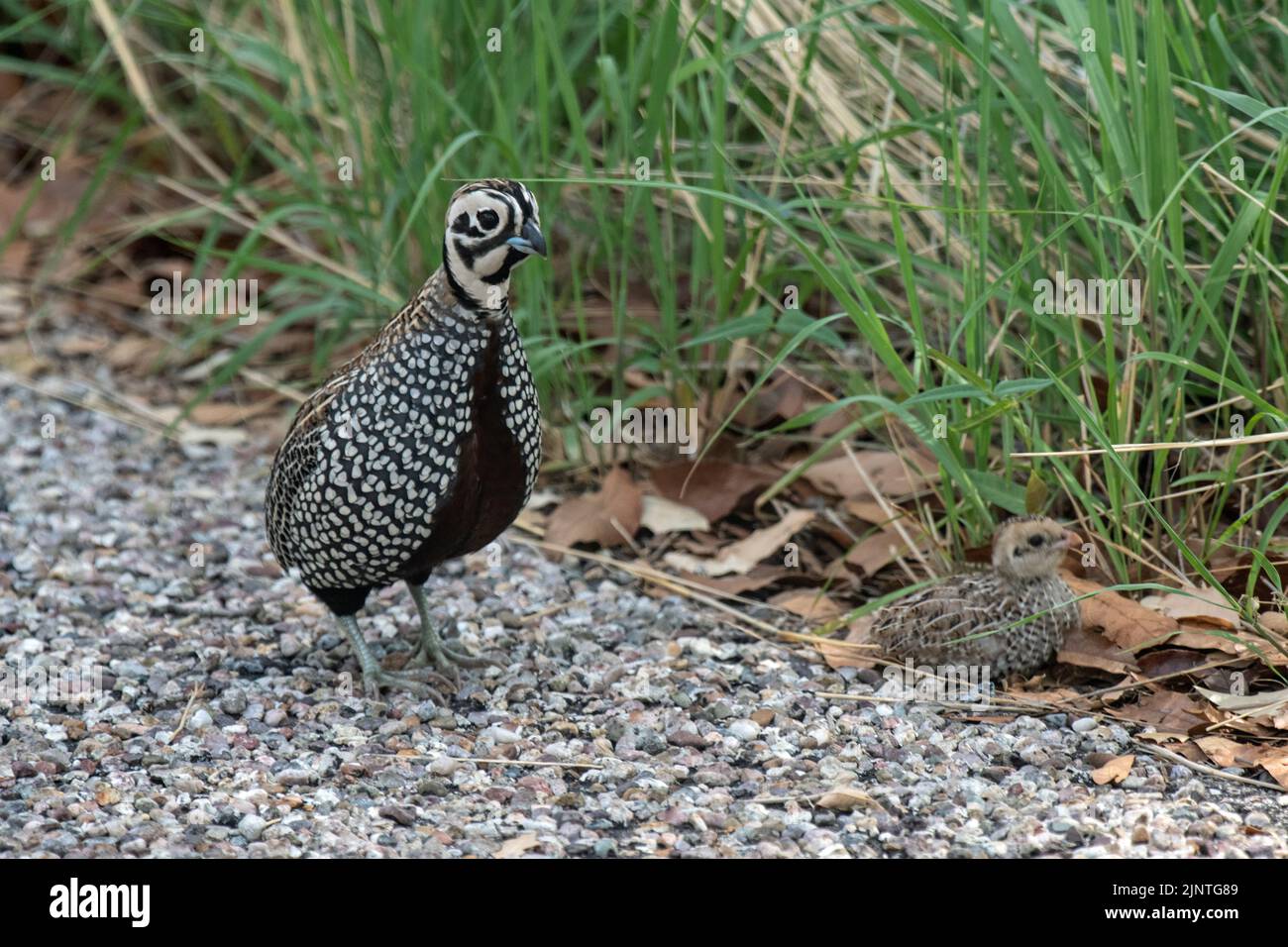 Montezuma quail hi-res stock photography and images - Alamy